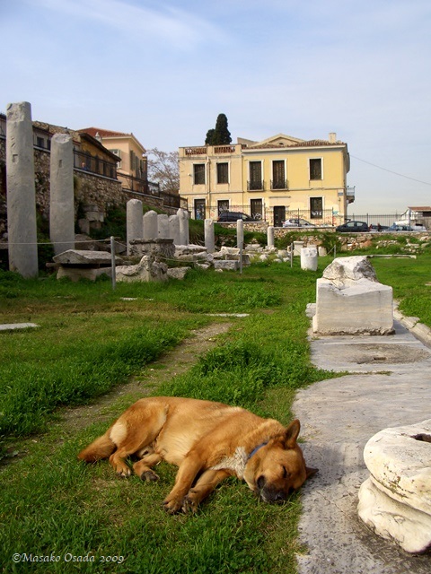 Dogs around the World – Athens, Greece 2009 – Masako Osada Visual Arts